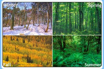 Forests in the Anthropocene: The Four Season Forests